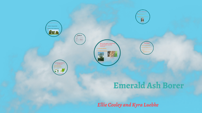 Emerald Ash Borer by Ellie Cooley on Prezi