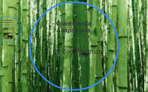 Giant Panda Adaptations by zoe passman on Prezi