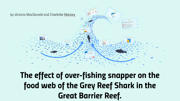 The effect of over-fishing snapper on the food web of a name by ...