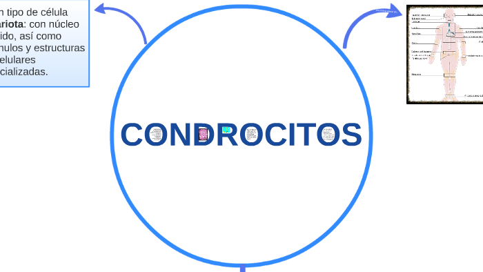 Condrocitos by Yesica Minetti on Prezi