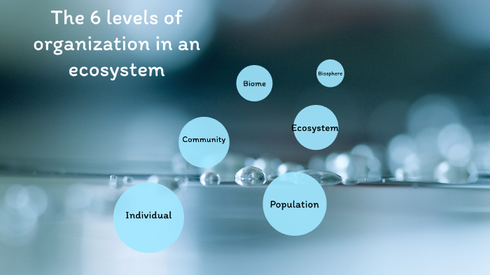 The 6 levels of organization in an ecosystem by Israim Andrade on Prezi