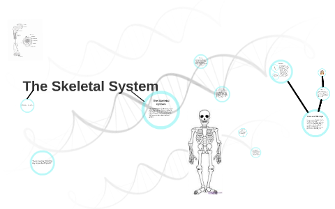 The Skeletal System by group united on Prezi