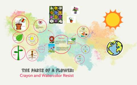 The parts of a flower: by Victoria Fielder