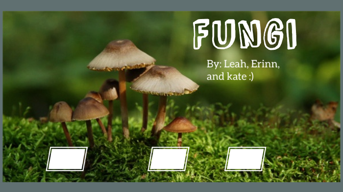 FUNGI by kate rudy on Prezi