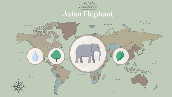 Asian Elephant by Ellie Meade on Prezi