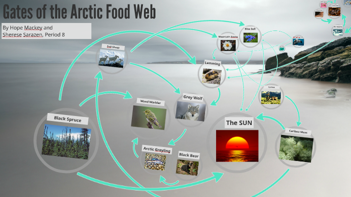 Gates of the Arctic Food Web by Hope Mackey on Prezi