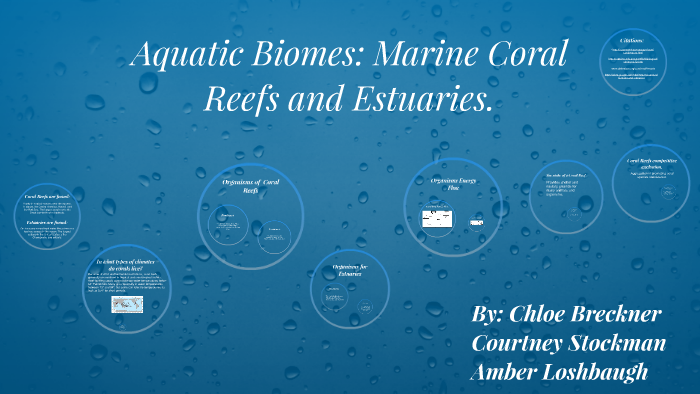 Aquatic Biomes. Marine coral reefs and estuaries. by Chloe Breckner on ...