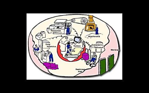 Cells can resemble in a factory by Jean Harb on Prezi