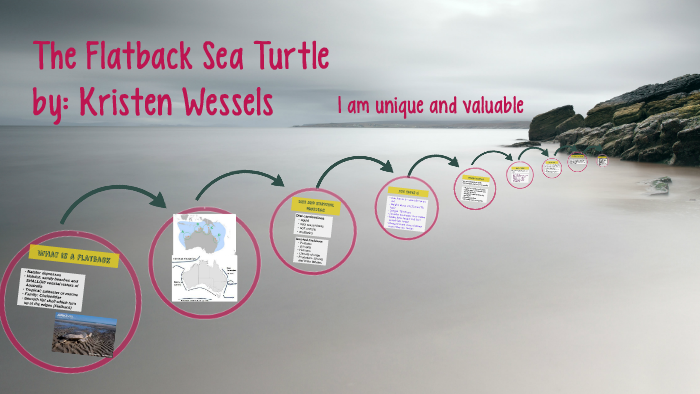 All About Flatback Sea Turtles by Kristen Wessels on Prezi