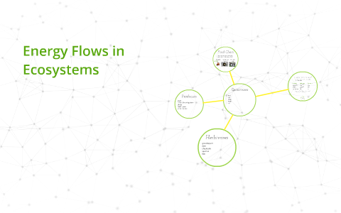 Energy Flows in Ecosystems by Heather Grabarski on Prezi