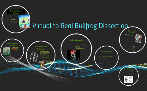 Virtual Bullfrog Dissection by kristy walls on Prezi