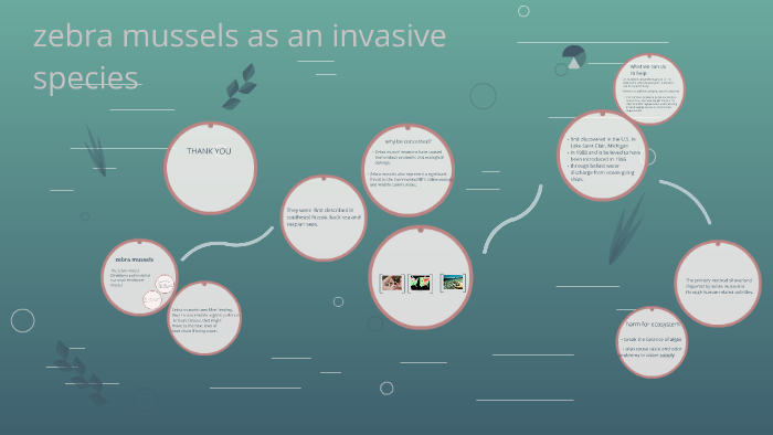 zebra mussels as an invasive species by mariko foster on Prezi