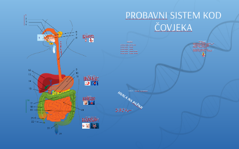 PROBAVNI SISTEM KOD ČOVJEKA by Tarik Ajanovic on Prezi