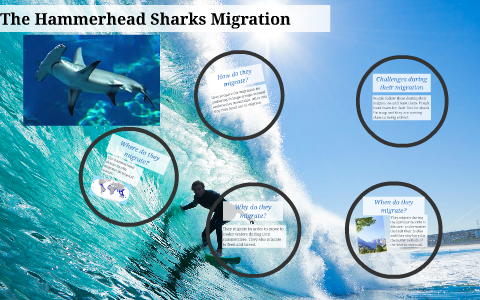 The Hammerhead Sharks Migration by Ronnie Beswick on Prezi