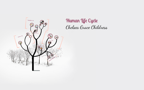 Human Life Cycle by Chelsea Childress on Prezi