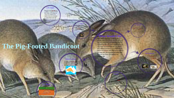 The Pig-Footed Bandicoot by Joshua Gill on Prezi