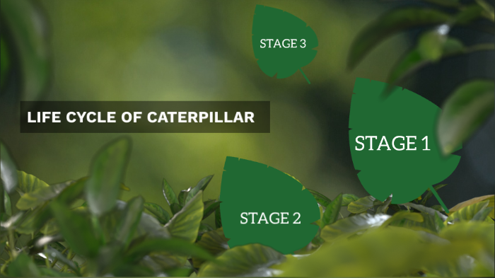 LIFE CYCLE OF CATERPILLAR by Charvi Gaur on Prezi