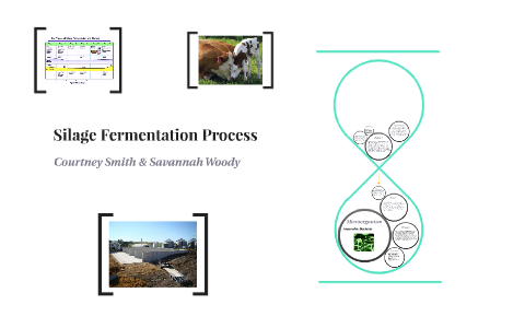 Silage Fermentation Process by Courtney Smith on Prezi
