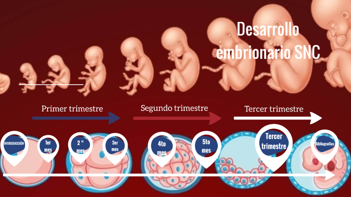 Desarrollo embrionario del SNC by JUAN HUESCA on Prezi
