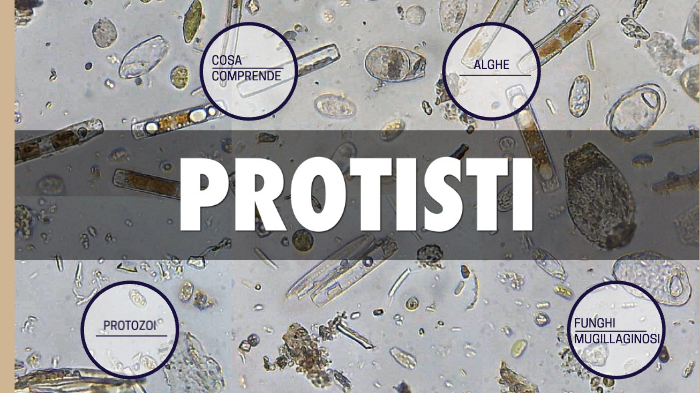 Regno dei protisti by Elena Sequino on Prezi