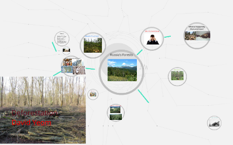 Deforestation in Russia by David Yeom on Prezi