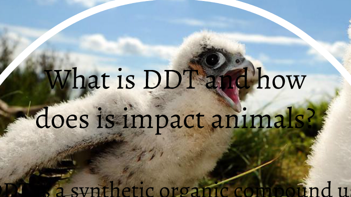 What is DDT and how does is impact animals? by Lacey Fiolek on Prezi
