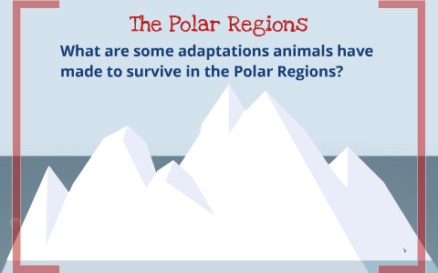 Polar Regions - Animal Adaptations by Stephanie Brengel on Prezi