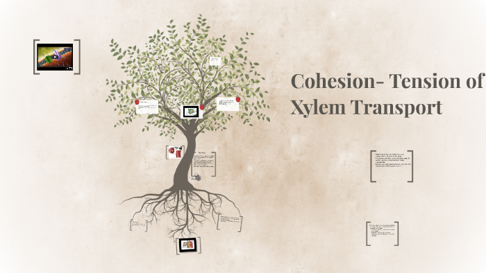 Cohesion- Tension of Xylem Transport by melissa reyes