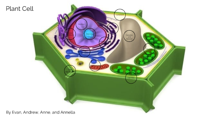 Organelles - Cell Project by Anne Reidenbach on Prezi