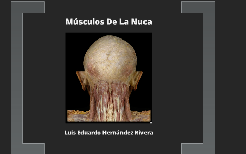 MÚSCULOS DE LA NUCA PROPIAMENTE DICHOS by Luis H. Rivera on Prezi