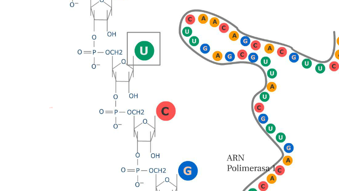 ARN Polimerasa 1 by Andrea Téllez Chávez on Prezi