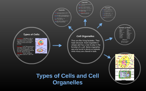 Types of Cells and Cell Organelles by Amanda McNamara