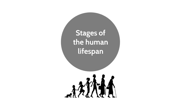 stages of the human lifespan by Abbey Hempel on Prezi