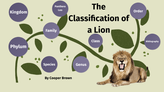 Lions - Classification by Cooper Brown on Prezi