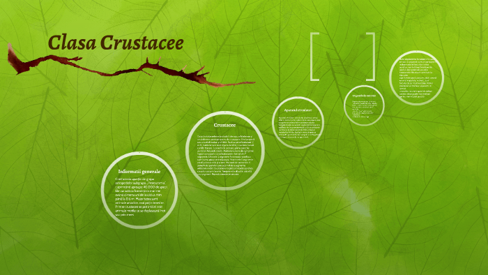 Clasa Crustacee by Alinna Burlacu on Prezi