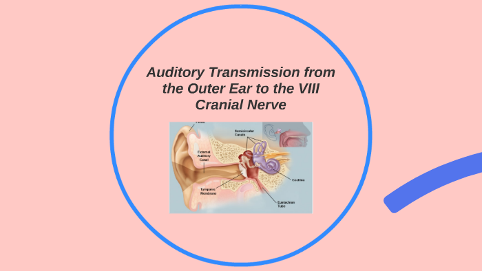 Auditory Transmission from the Outer Ear to the VIII Cranial by Jordyn ...