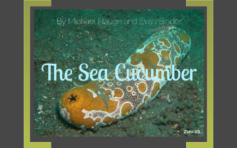 Sea Cucumber Comparative Anatomy by Evan Bindz on Prezi
