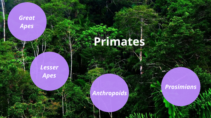 Primate Family Tree by Cailynne Weisgerber on Prezi