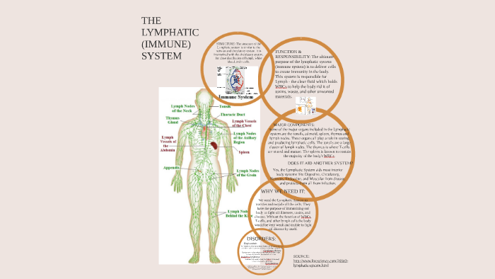 The Lymphatic/Immune System by on Prezi