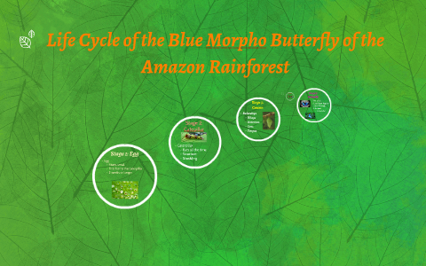 Life Cycle of the Blue Morpho Butterfly of the Amazon Rainfo by Amie ...