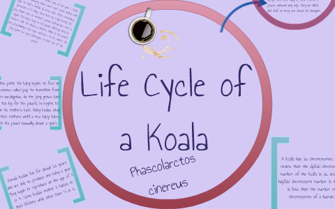 Life Cycle of a Koala by S Pelech on Prezi
