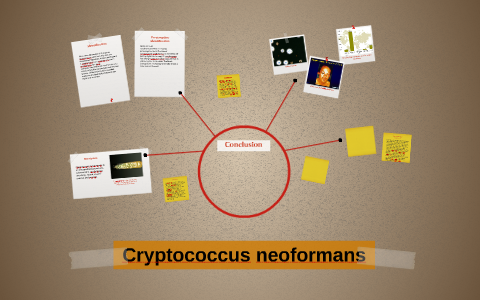 Cryptococcus neoformans by Porshia Brown on Prezi
