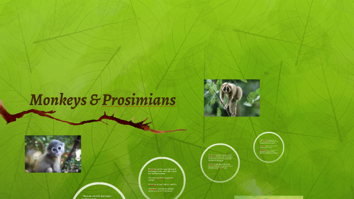 Monkeys & Prosimians by Gwyneth Grogan on Prezi