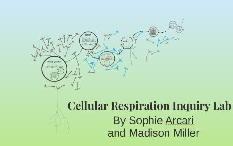 Cellular Respiration Inquiry Lab by Sophie Arcari on Prezi
