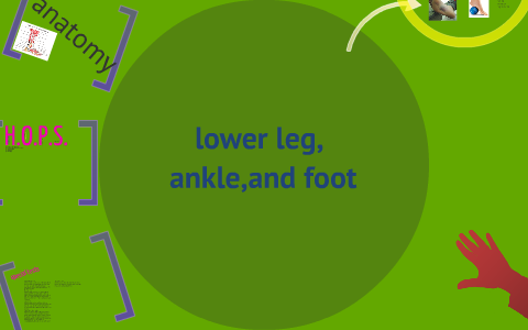 sports med lower leg ankle and foot by molly gwinn on Prezi