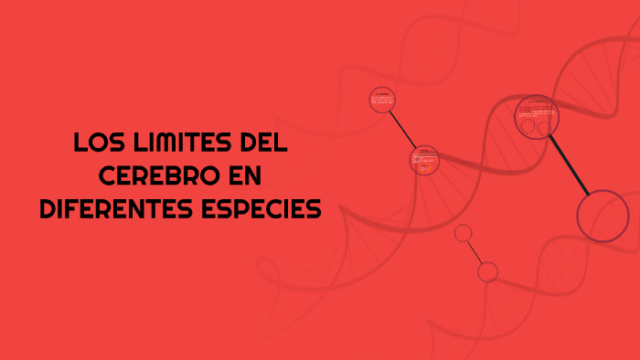 LOS LIMITES DEL CEREBRO HUMANO EN DIFERENTES ESPECIES by Valeria ...