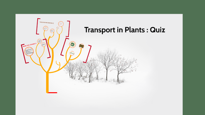 Transport in Plants : Quiz by q qq on Prezi