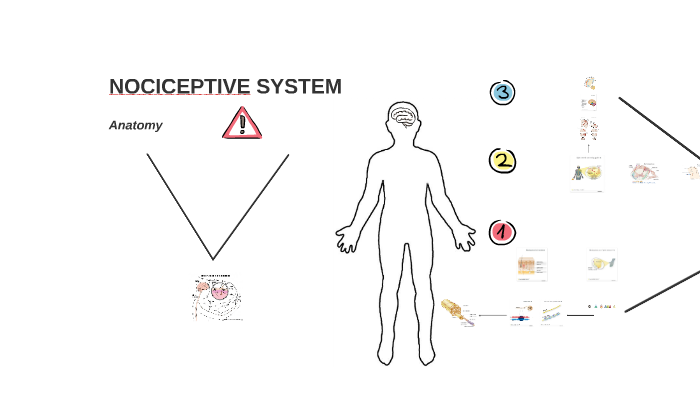 Anatomy - Nociceptive system by Aja Al Hassan on Prezi