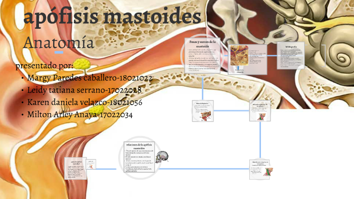 apofisis mastoides by milton arley anaya alvarado on Prezi