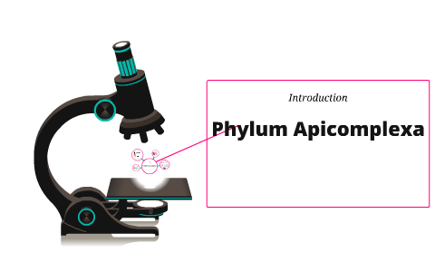 Phylum Apicomplexa by Alvin Balderian on Prezi